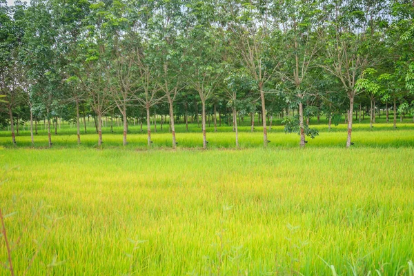 Multiple cropping Stock Photos, Royalty Free Multiple cropping Images ...