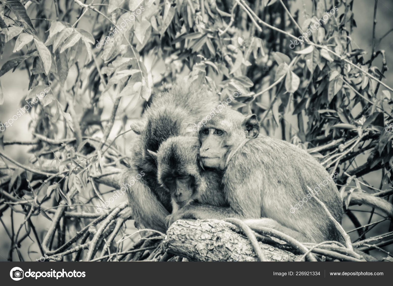 Warm Hugging Monkeys Treetop Monkey Family Hugging Each Other — Stock ...