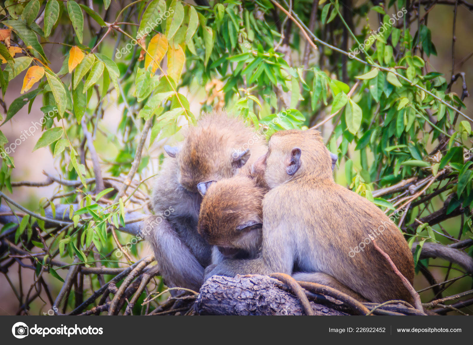 Warm Hugging Monkeys Treetop Monkey Family Hugging Each Other Stock ...