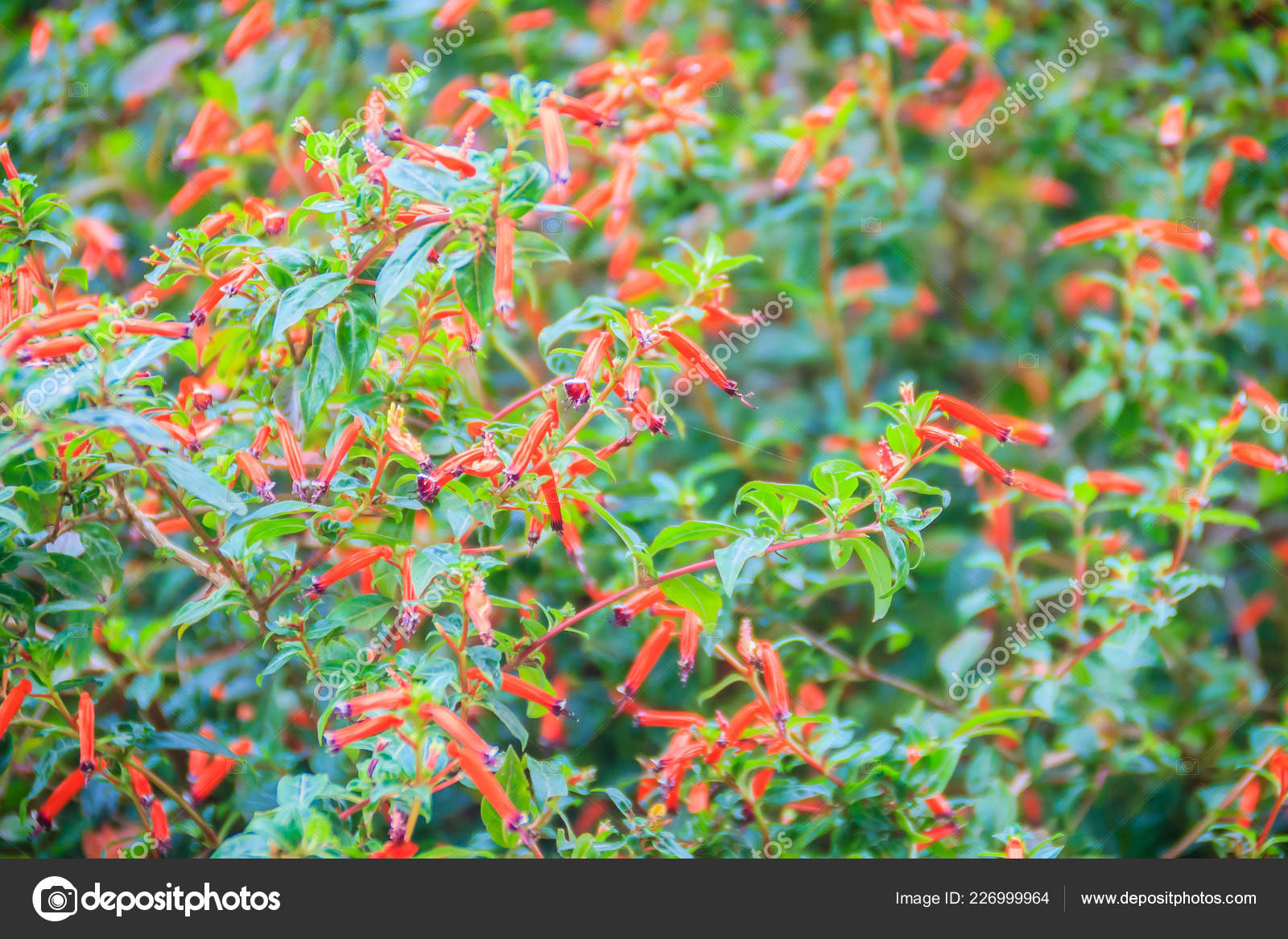 Red Salvia Splendens Bush Background Salvia Splendens Scarlet Sage ...