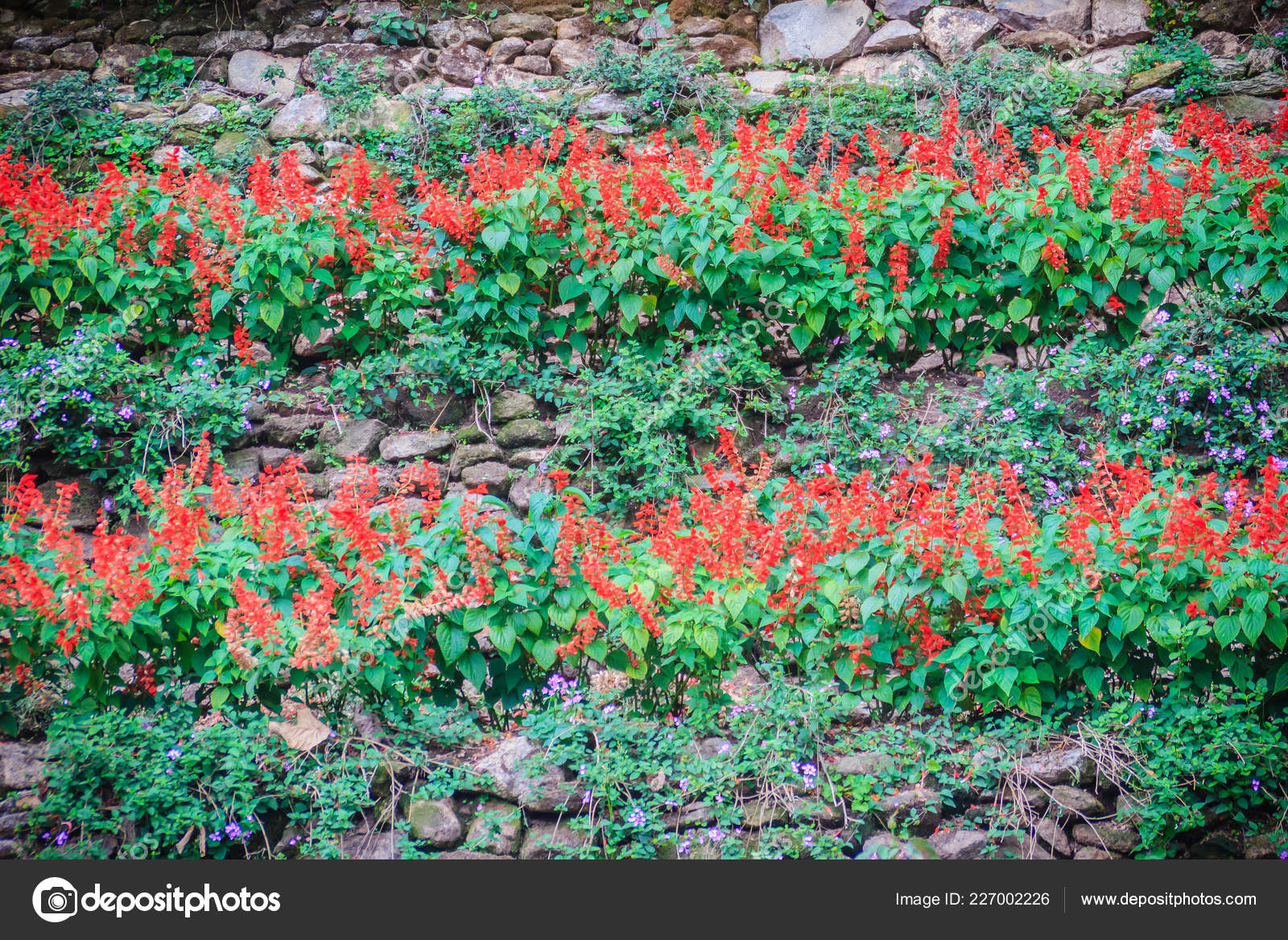 Salvia Roja Resplandece Fondo Del Arbusto Salvia Splendens Salvia ...