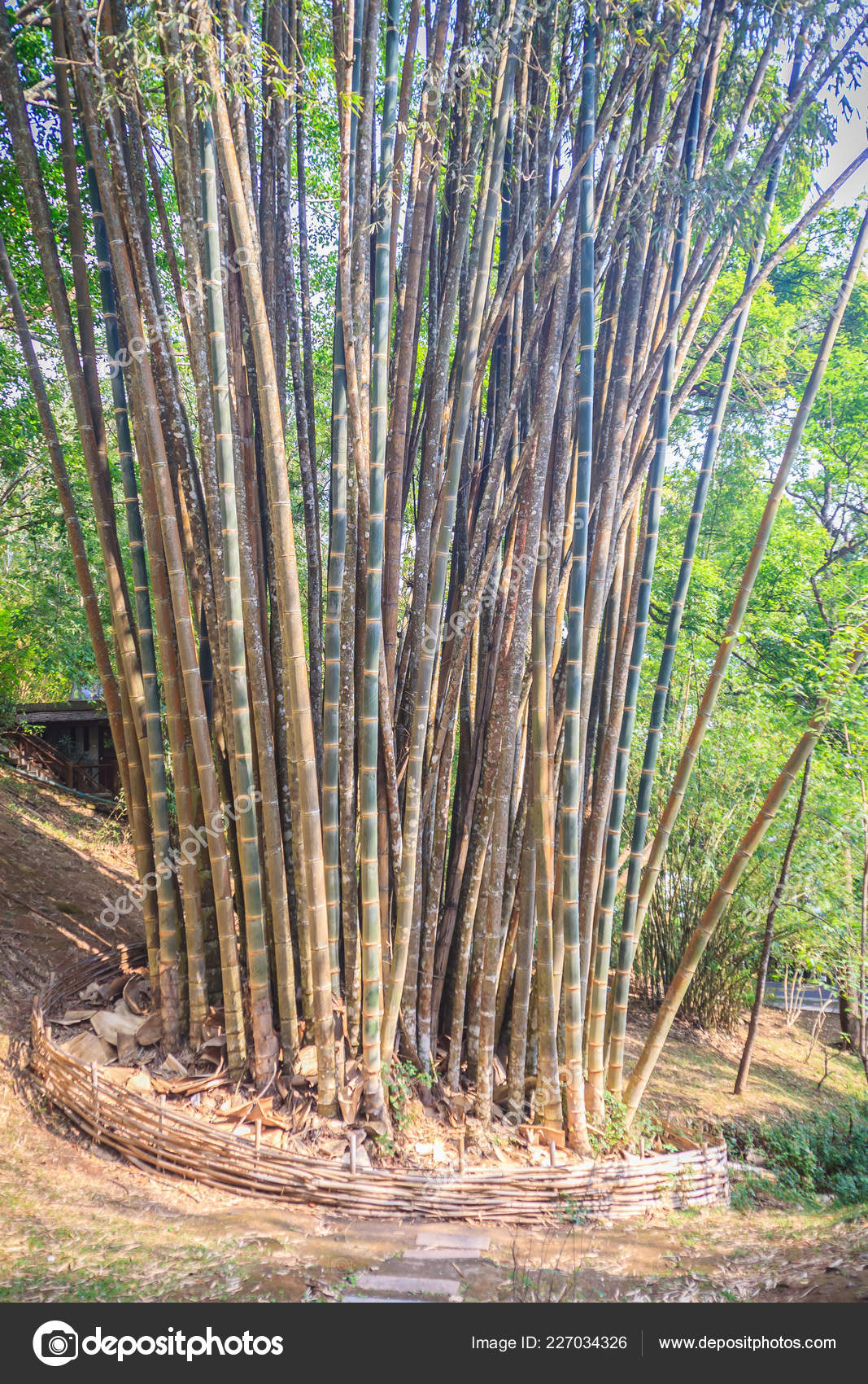 Giant Bamboo Tree Trunks Dendrocalamus Giganteus Also Known Dragon ...