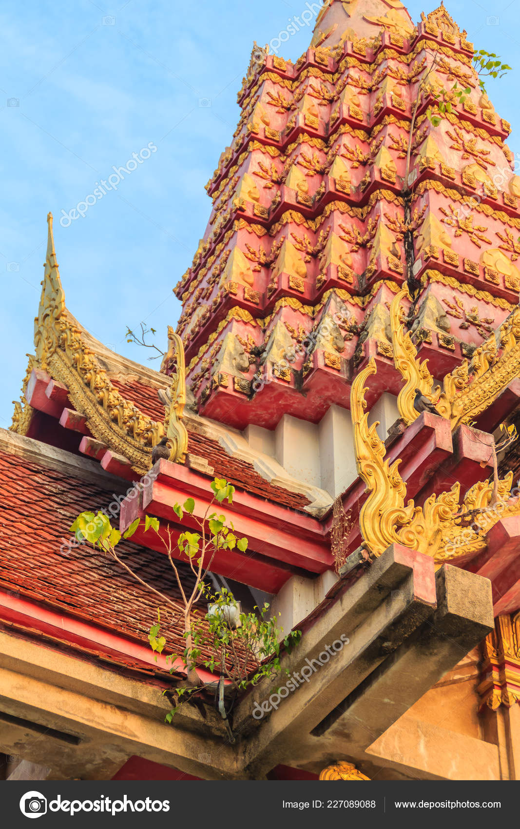 Little Green Bodhi Tree Growing Top Golden Pagoda Blue Sky Stock Photo ...