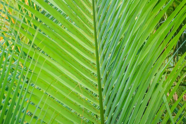 Attap palm Stock Photos, Royalty Free Attap palm Images | Depositphotos