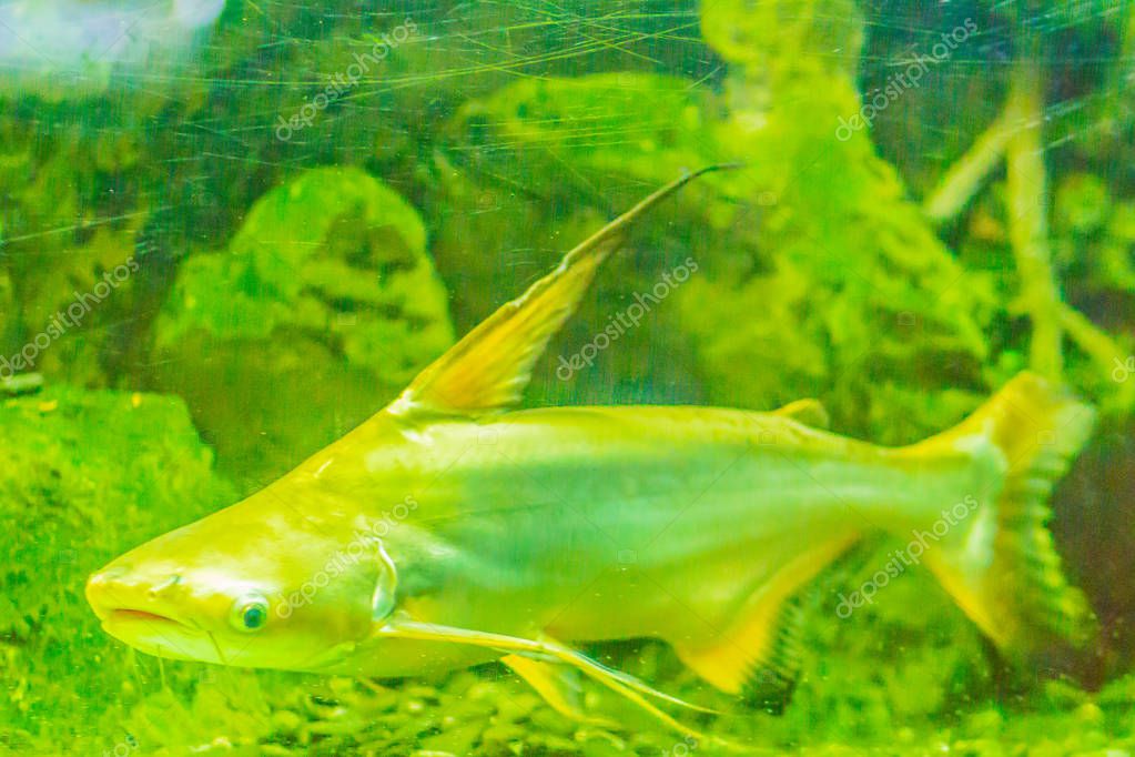Cute giant pangasius, paroon shark, pangasid-catfish or Chao Phraya ...