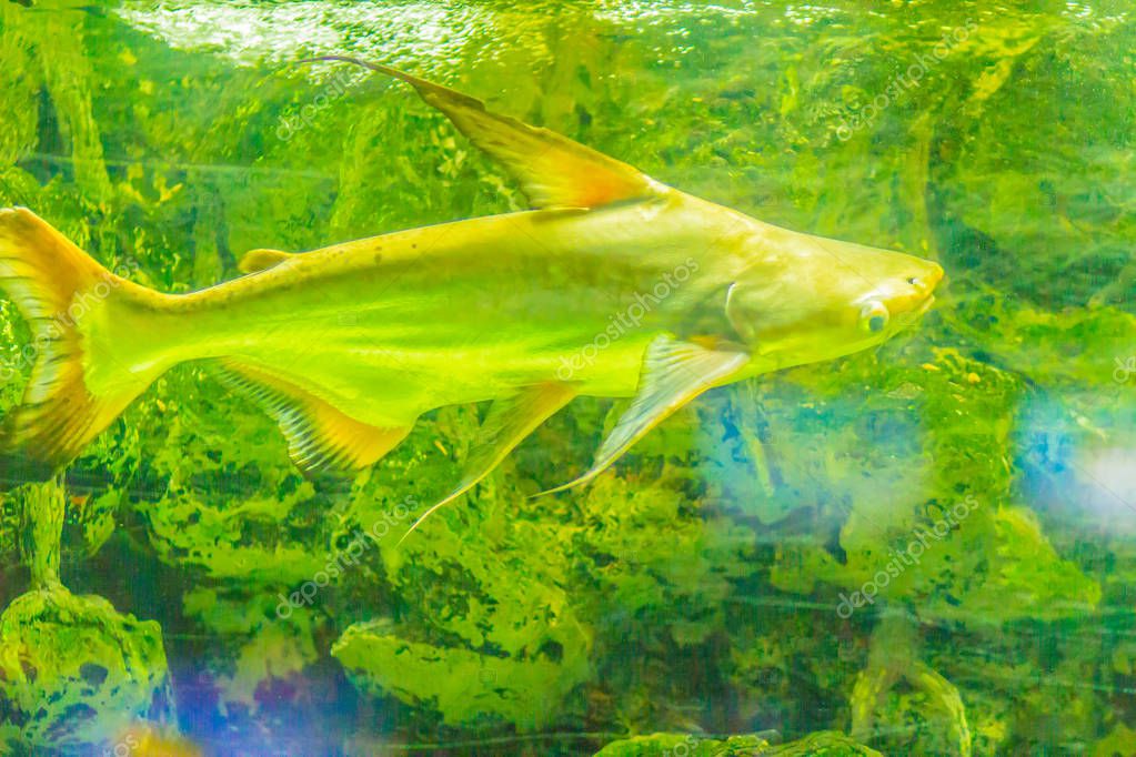 Cute giant pangasius, paroon shark, pangasid-catfish or Chao Phraya ...