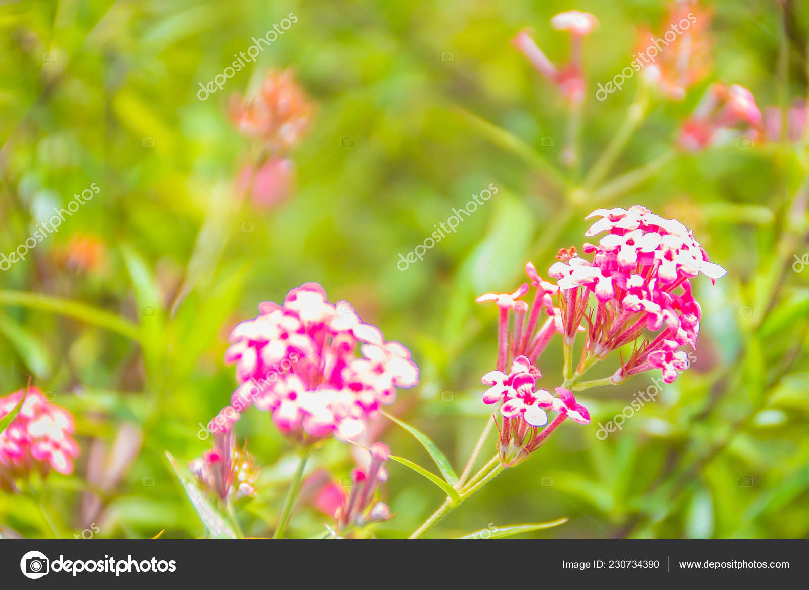 Beautiful Pink Flower Panama Rose Pink Bush Penta Fragrant Pink Stock ...