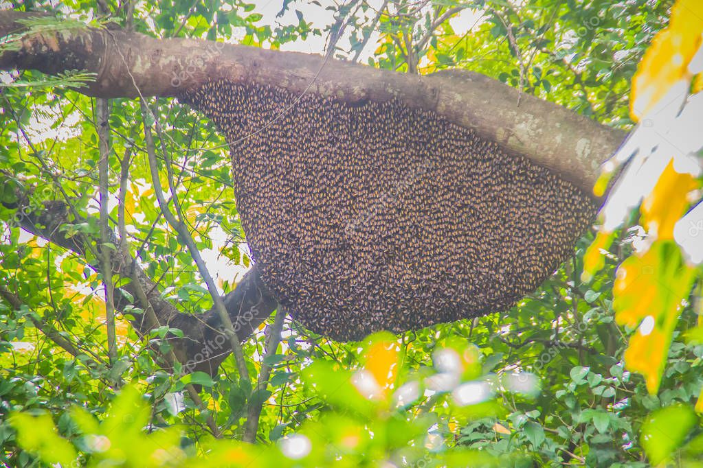 Colmena silvestre en el árbol verde de la naturaleza en el bosque. Nido ...