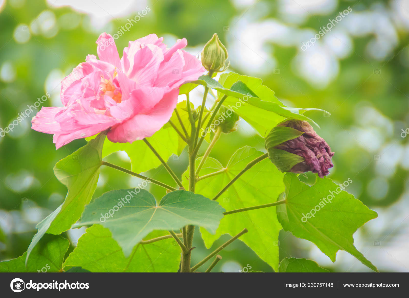 Hermosa Flor Rosas Confederadas Hibiscus Mutabilis Sobre Fondo Verde ...