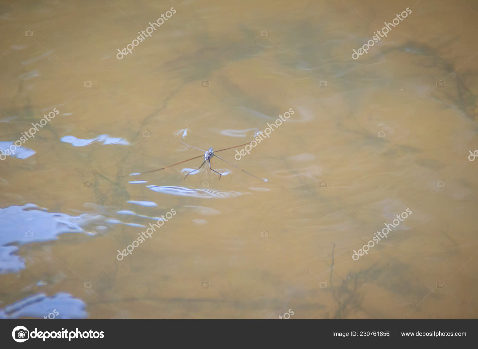 Amazing Water Skipper Bugs Floating Water Gerridae Family Insects Order ...