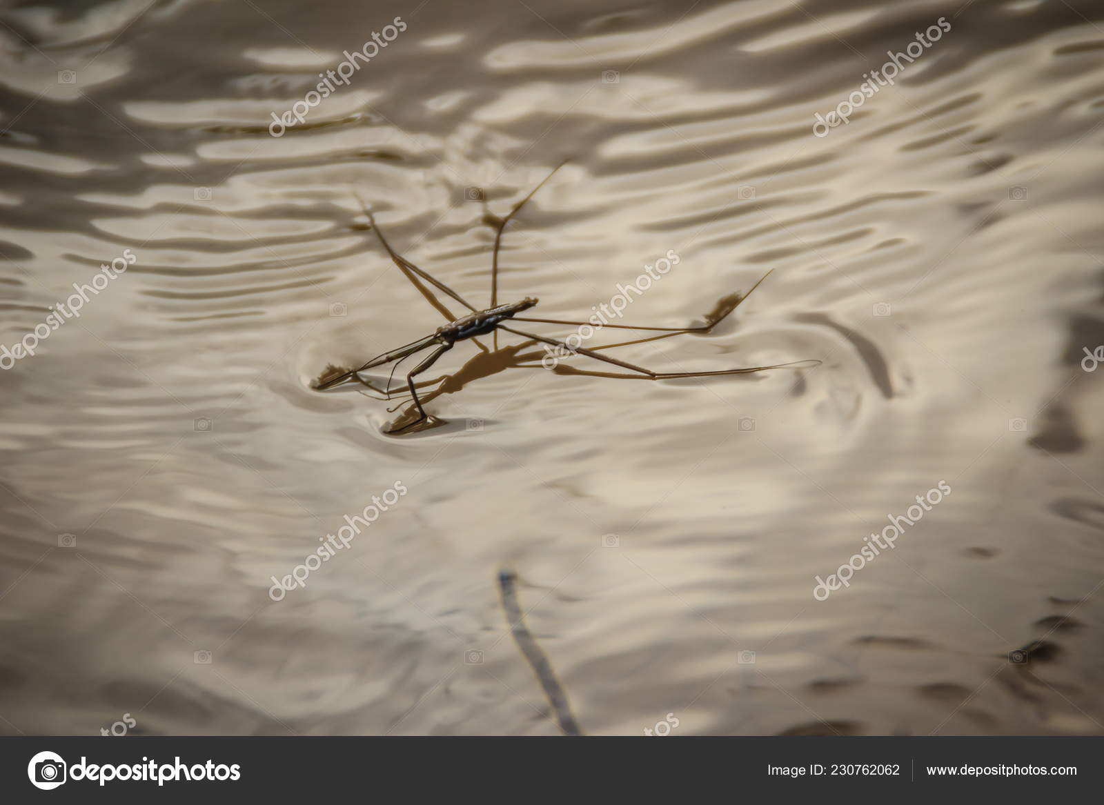 Amazing Water Skipper Bugs Floating Water Gerridae Family Insects Order ...