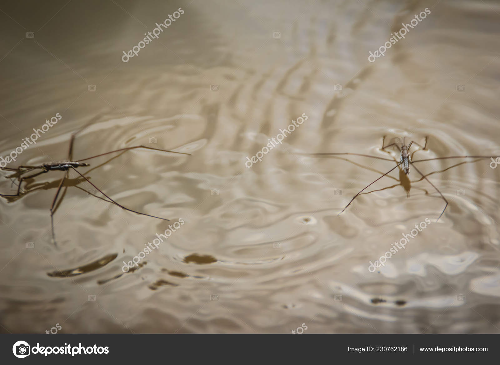 Amazing Water Skipper Bugs Floating Water Gerridae Family Insects Order ...