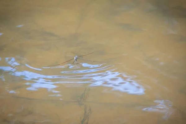 Amazing Water Skipper Bugs Floating Water Gerridae Family Insects Order ...