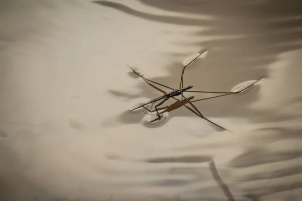 Jesus bugs Stock Photos, Royalty Free Jesus bugs Images | Depositphotos