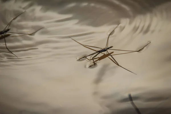 Amazing Water Skipper Bugs Floating Water Gerridae Family Insects Order ...