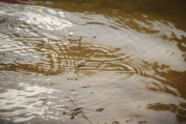 Amazing Water Skipper Bugs Floating Water Gerridae Family Insects Order ...