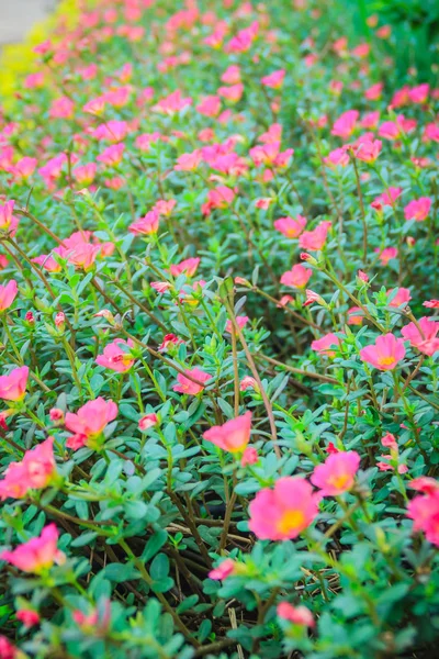 Rainbow flowers Stock Photos, Royalty Free Rainbow flowers Images ...