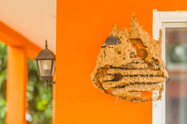 Dangerous wasp nest in the house window. The wasps construct their ...