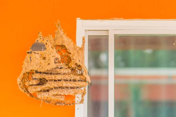 Dangerous Wasp Nest House Window Wasps Construct Nests Using Some Stock ...