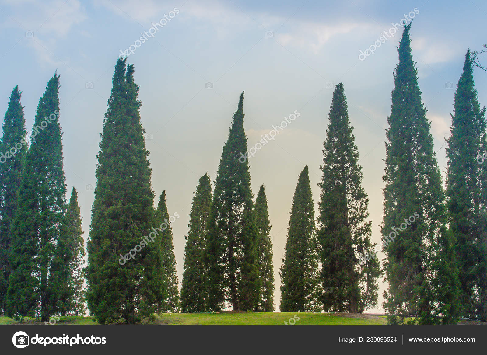 Beautiful Small Hill Landscape Tall Pine Trees Green Grass Field ...