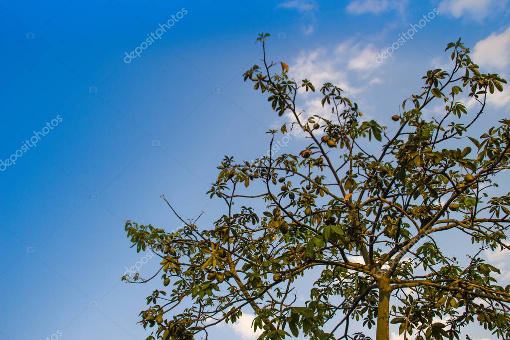 Castaño malabar (Pachira aquatica) con fondo azul cielo. Pachira ...