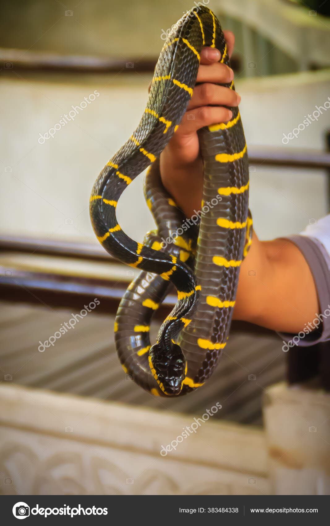 Cute Mangrove Snake Hand Expert Boiga Dendrophila Commonly Called ...