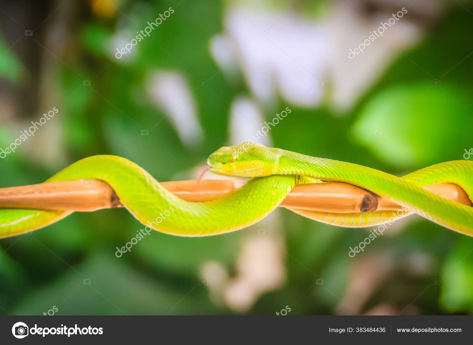 Scary Green Venomous Pit Viper Crawling Branch Green Pit Viper — Stock ...