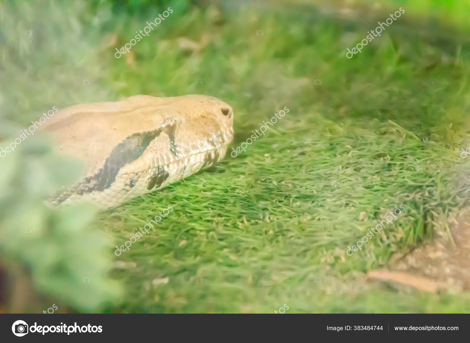 Boa Constrictor Snake Head Green Background Boa Constrictor Also Called ...