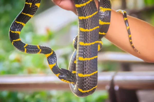 Pachira aquatica aubl Stock Photos, Royalty Free Pachira aquatica aubl ...