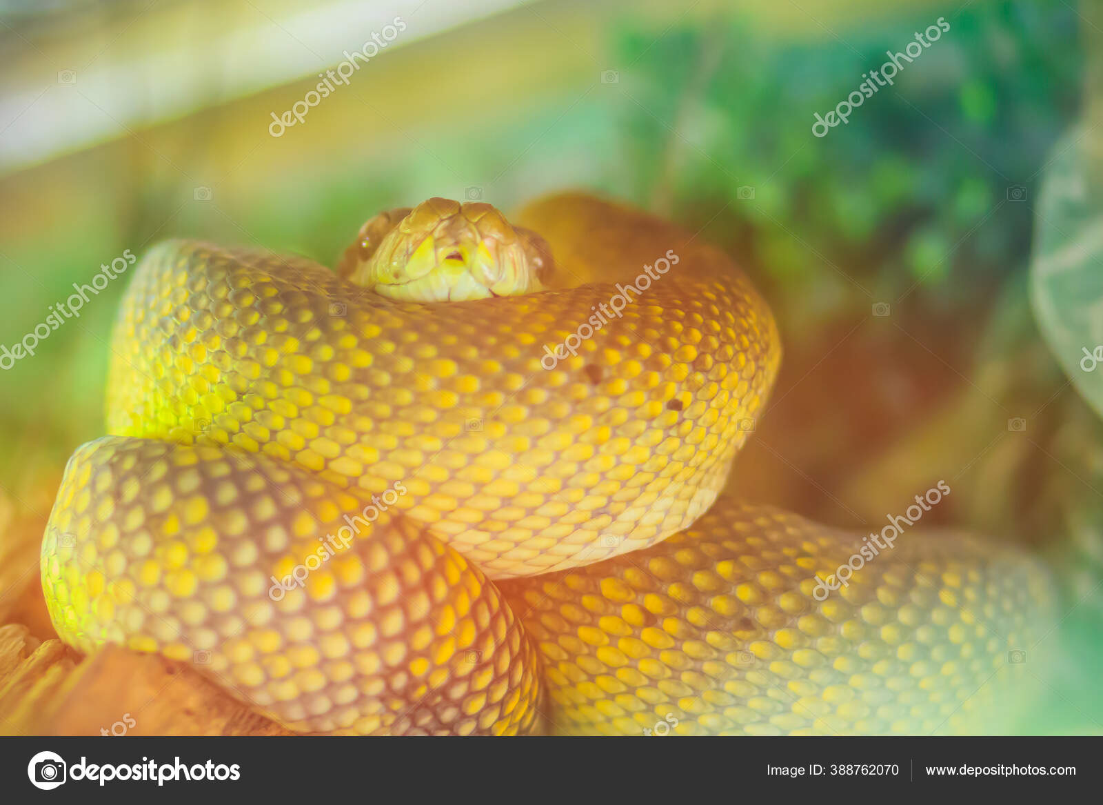 Mallucan Manis Python Pohon Simalia Clastolepis Juga Dikenal Sebagai ...