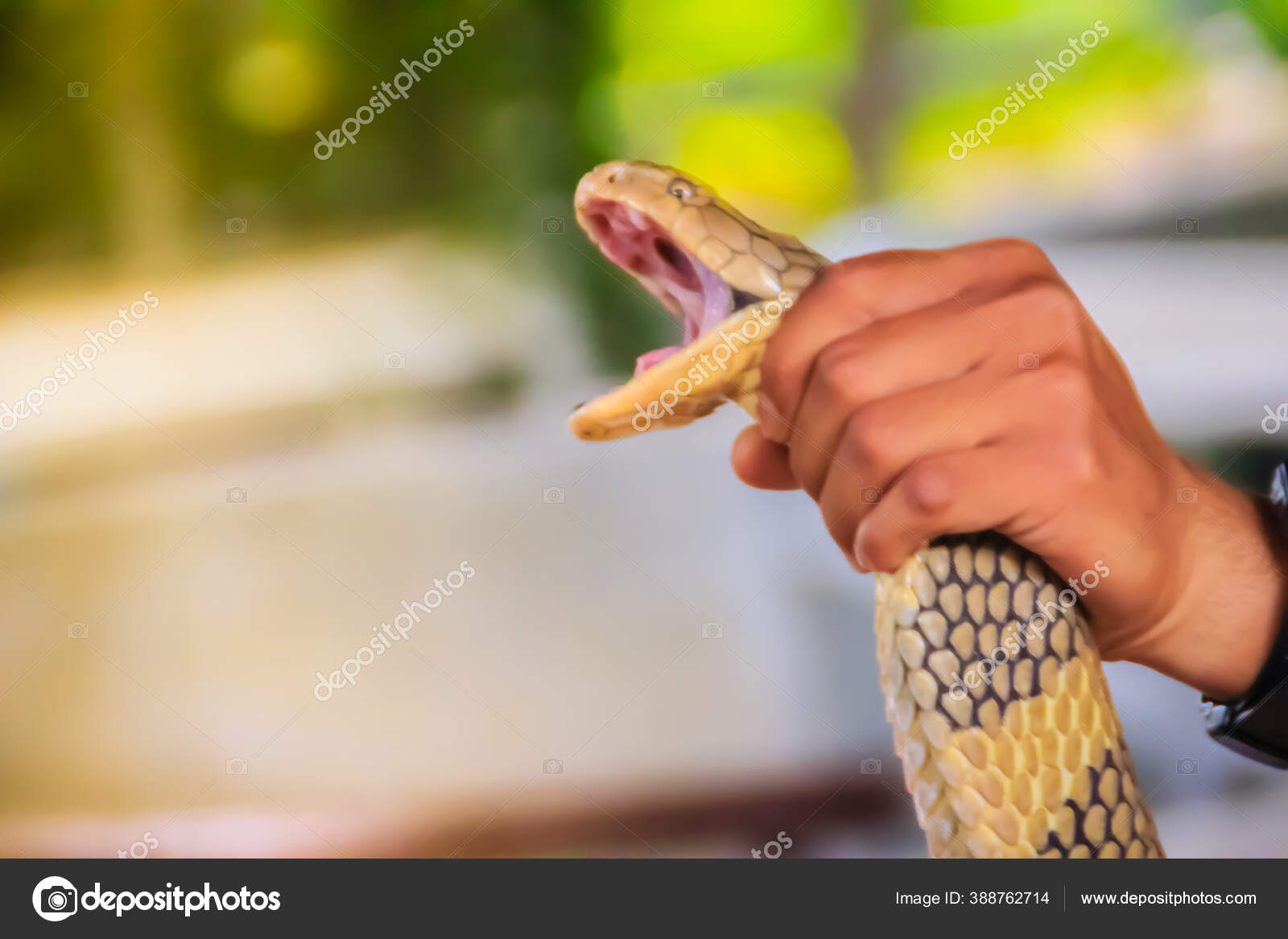 Brave Man Holds Large Size King Cobra His Bare Hands — Stock Photo ...