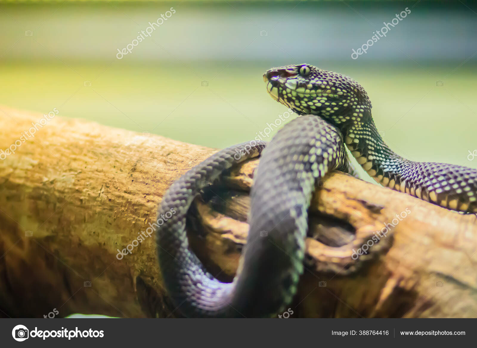 Shore Pit Viper Mangrove Pit Viper Mangrove Viper Trimeresurus ...