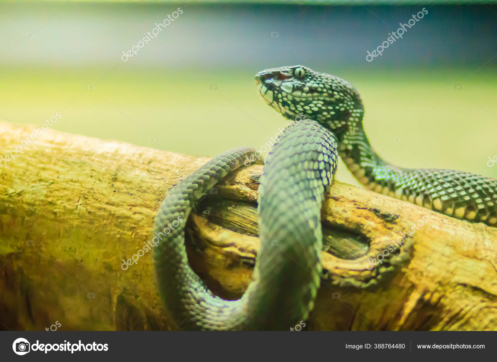 Shore Pit Viper Mangrove Pit Viper Mangrove Viper Trimeresurus ...