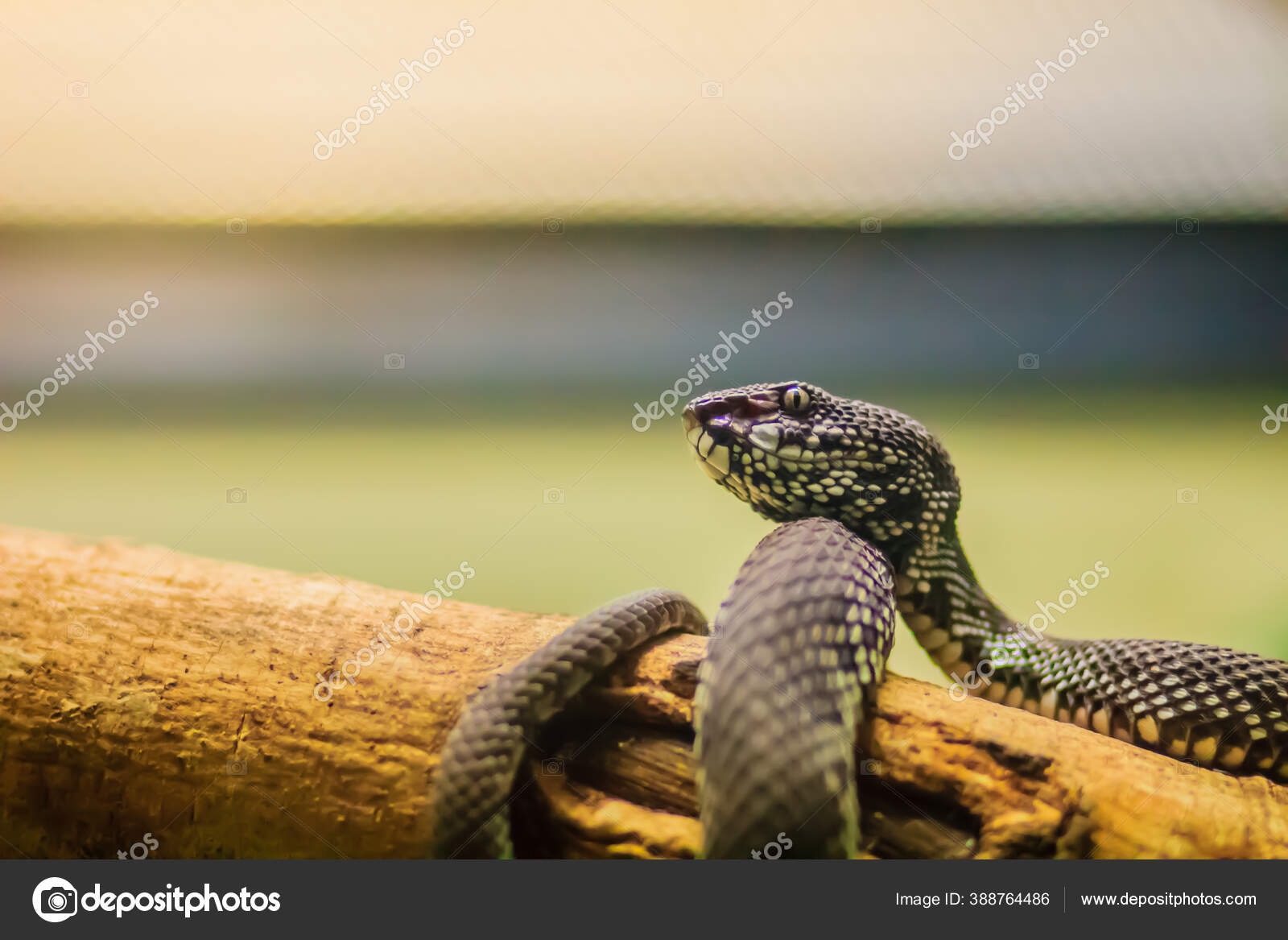 Shore Pit Viper Mangrove Pit Viper Mangrove Viper Trimeresurus ...