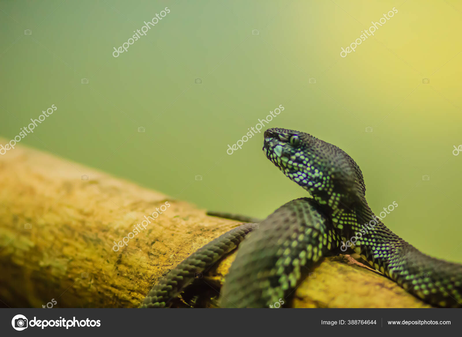 Shore Pit Viper Mangrove Pit Viper Mangrove Viper Trimeresurus ...
