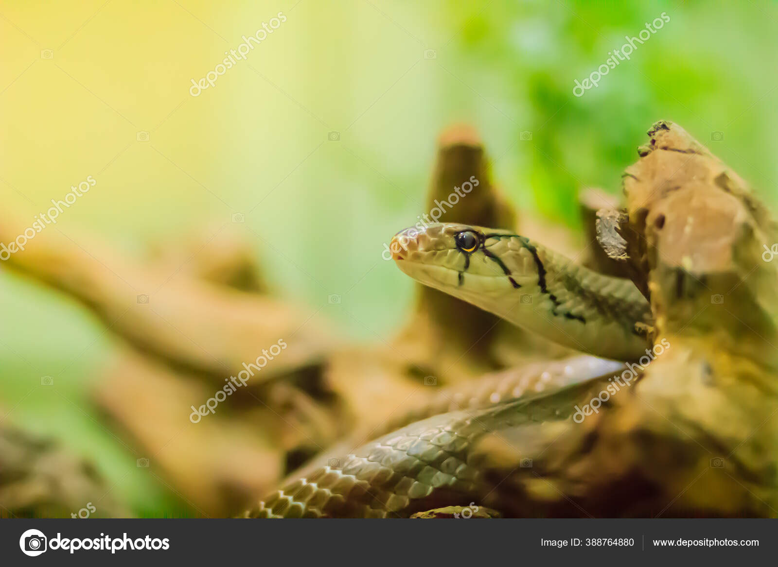 Cute Copperhead Racer Snake Also Known Radiated Ratsnake Copperhead Rat ...