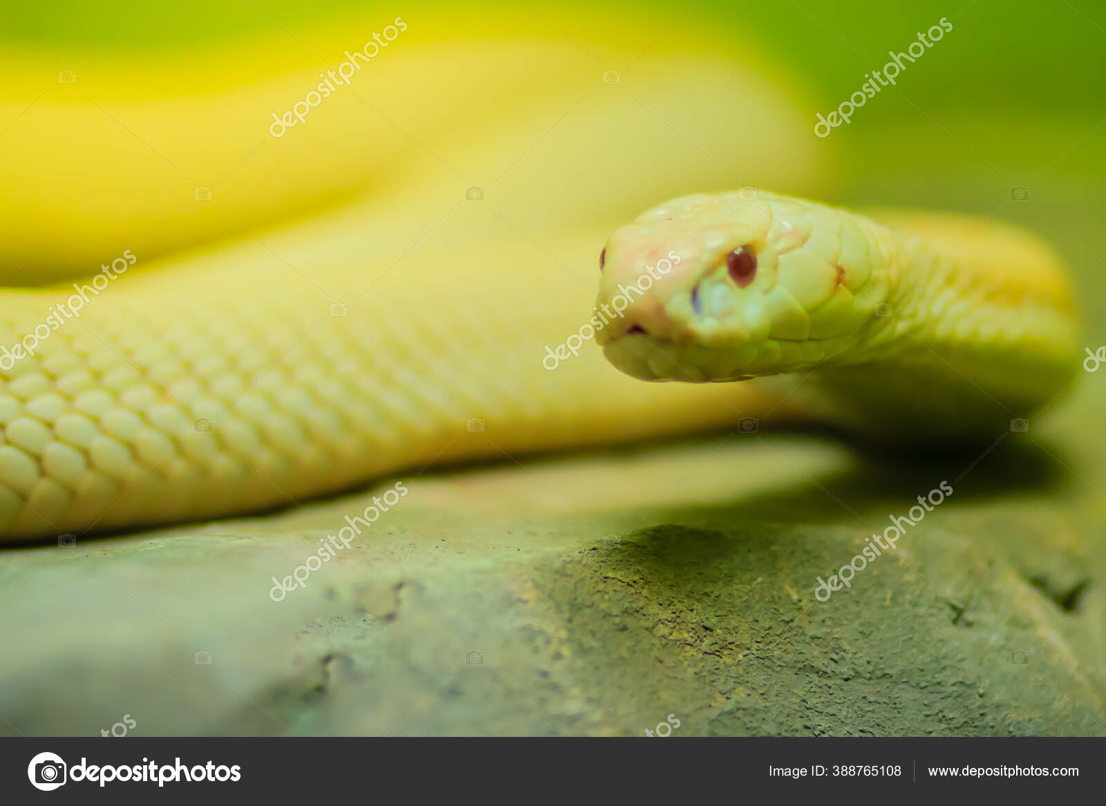Albino Cobra Snake