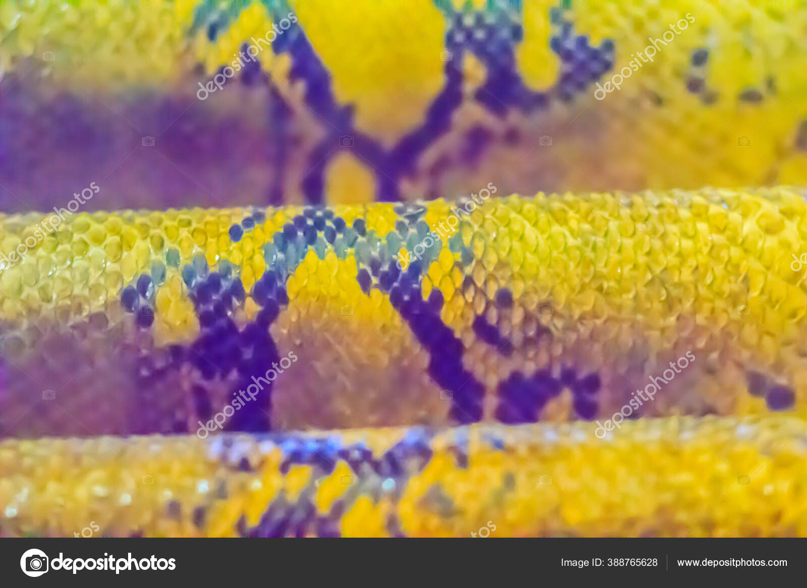 Dried Skin Burmese Python Background Burmese Python Python Bivittatus ...