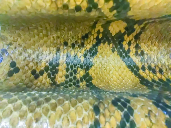Snake belly texture Stock Photos, Royalty Free Snake belly texture ...