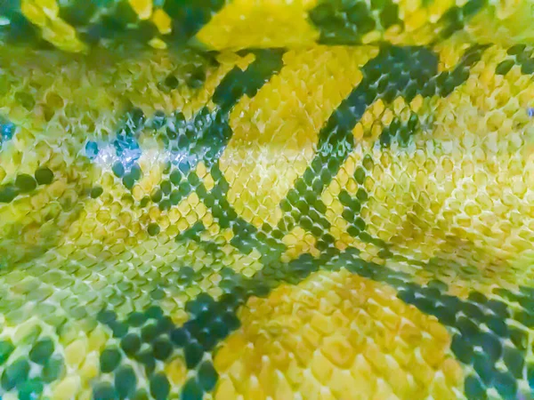 La piel seca de la pitón reticulada para el fondo. Python reticulado ...