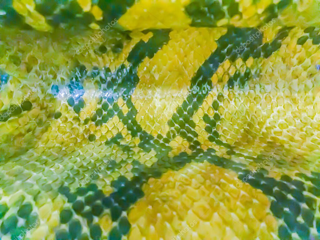 La piel seca de la pitón reticulada para el fondo. Python reticulado ...