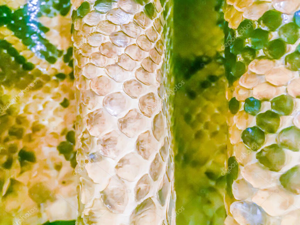 La piel seca de la pitón reticulada para el fondo. Python reticulado ...