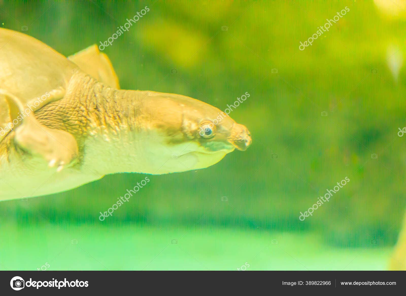 Cute Pig Nosed Turtle Carettochelys Insculpta Also Known Pitted Shelled ...