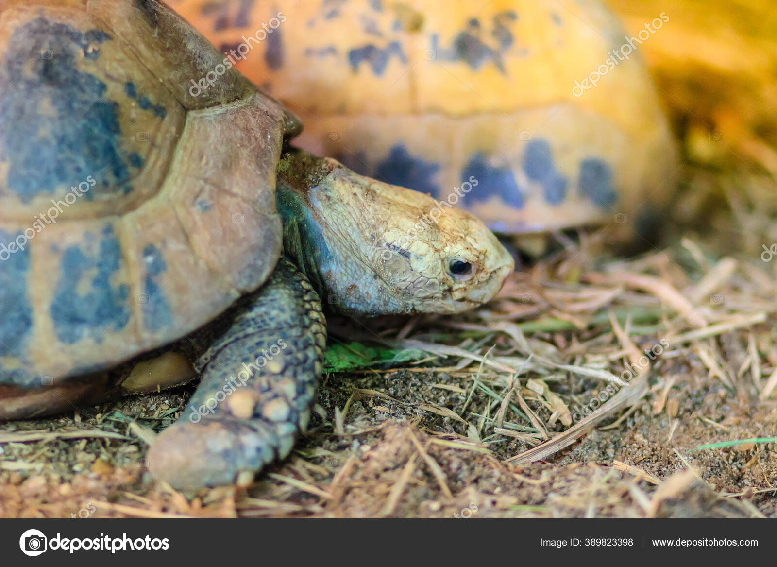 Indotestudo Elongata
