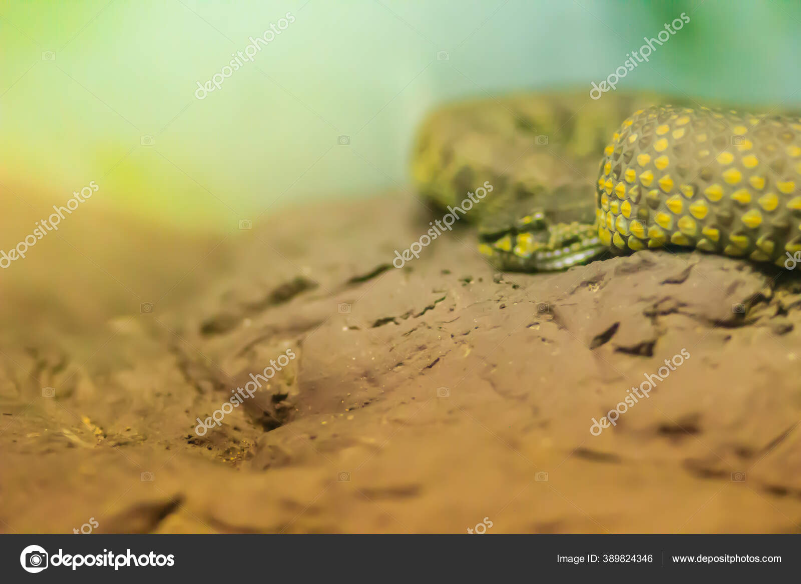 Shore Pit Viper Mangrove Pit Viper Mangrove Viper Trimeresurus ...