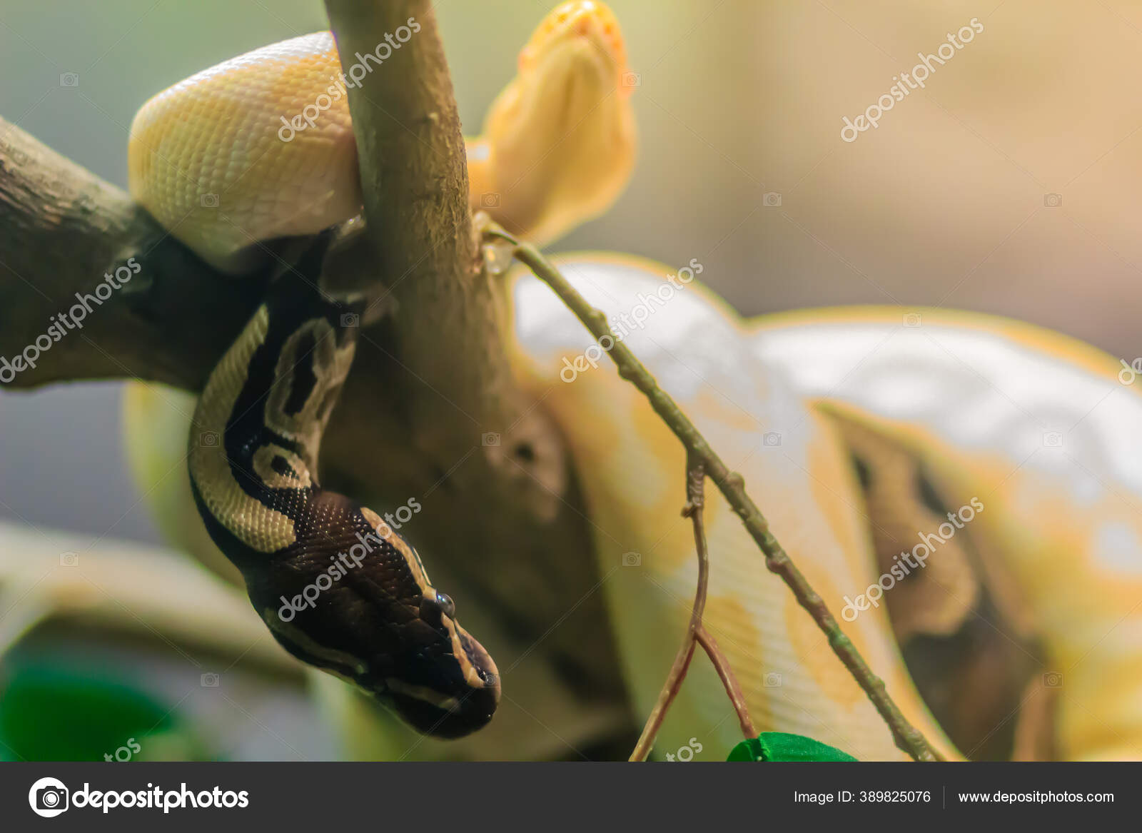 Bonita Bola Pitón Bosque Pitón Real Python Regius También Llamada ...