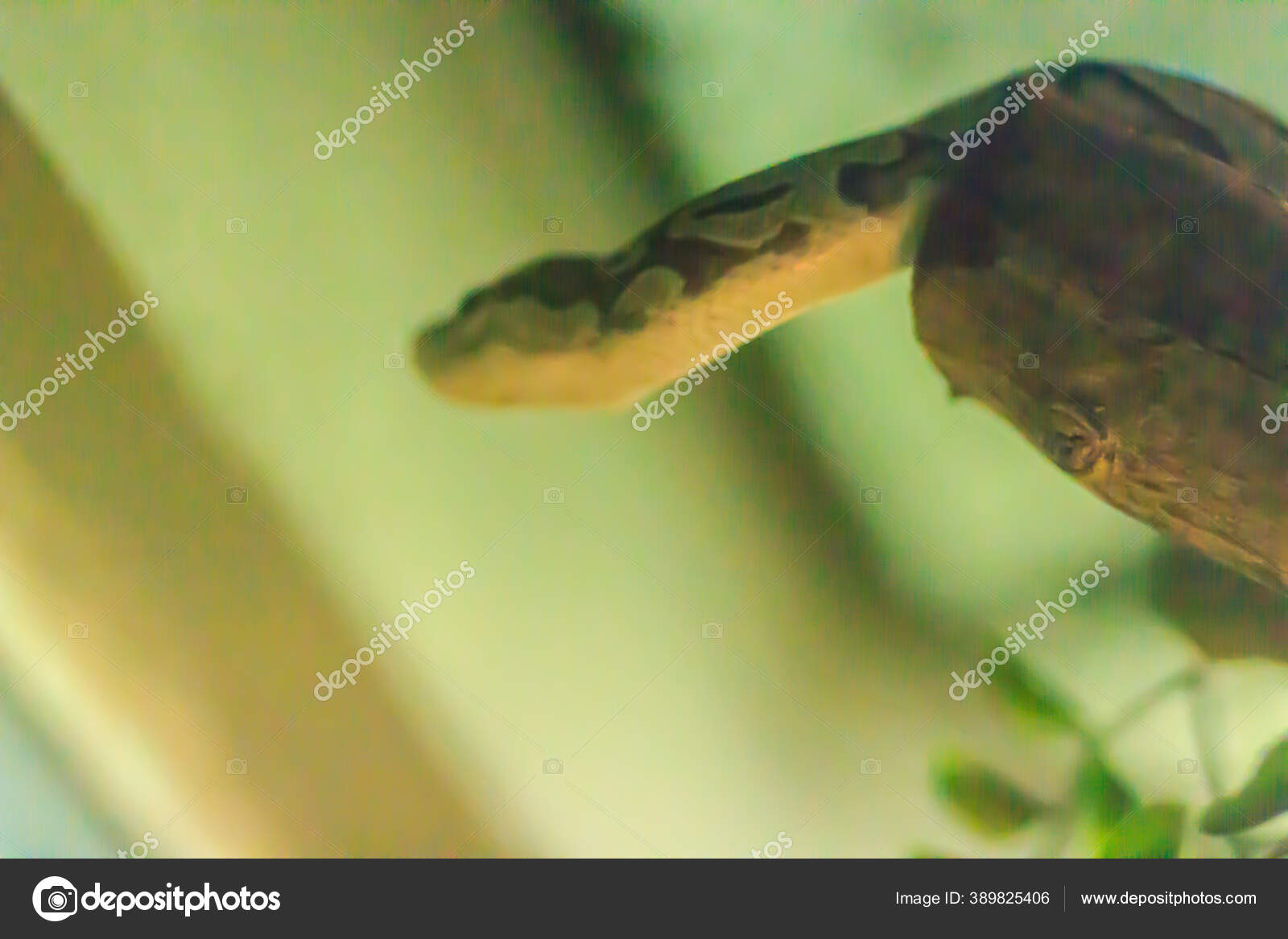 Cute Ball Python Forest Royal Python Python Regius Also Called — Stock ...