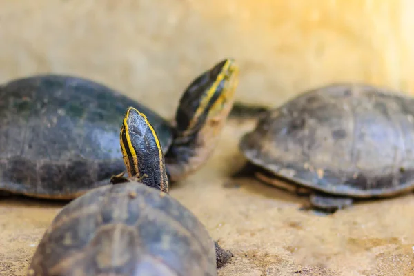 Arabian turtles Stock Photos, Royalty Free Arabian turtles Images ...