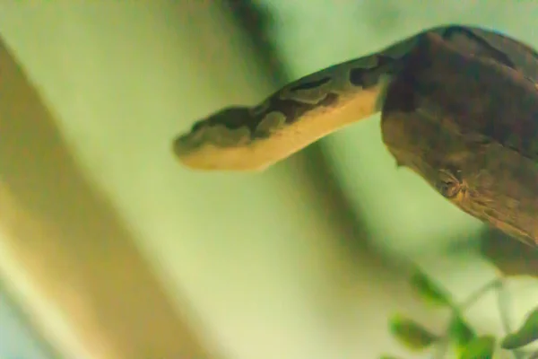 Bonita bola de pit n en el bosque. La pit n real (Python regius), tambi n llamada pit n de bola ...