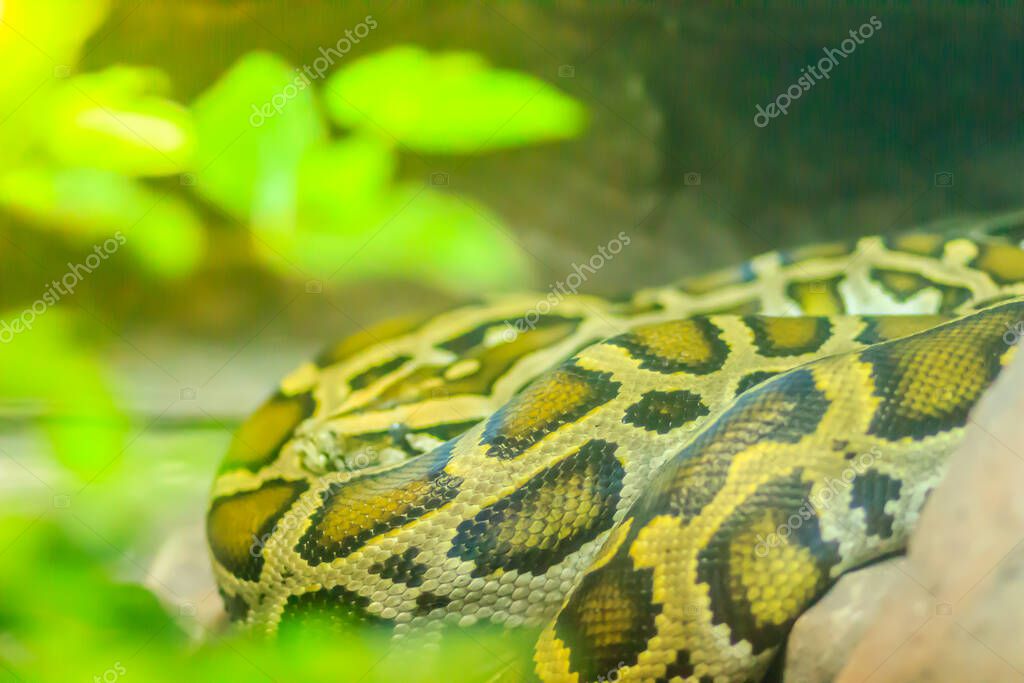 Cute Reticulated Python (Regal Python) Python reticulatus es de color ...